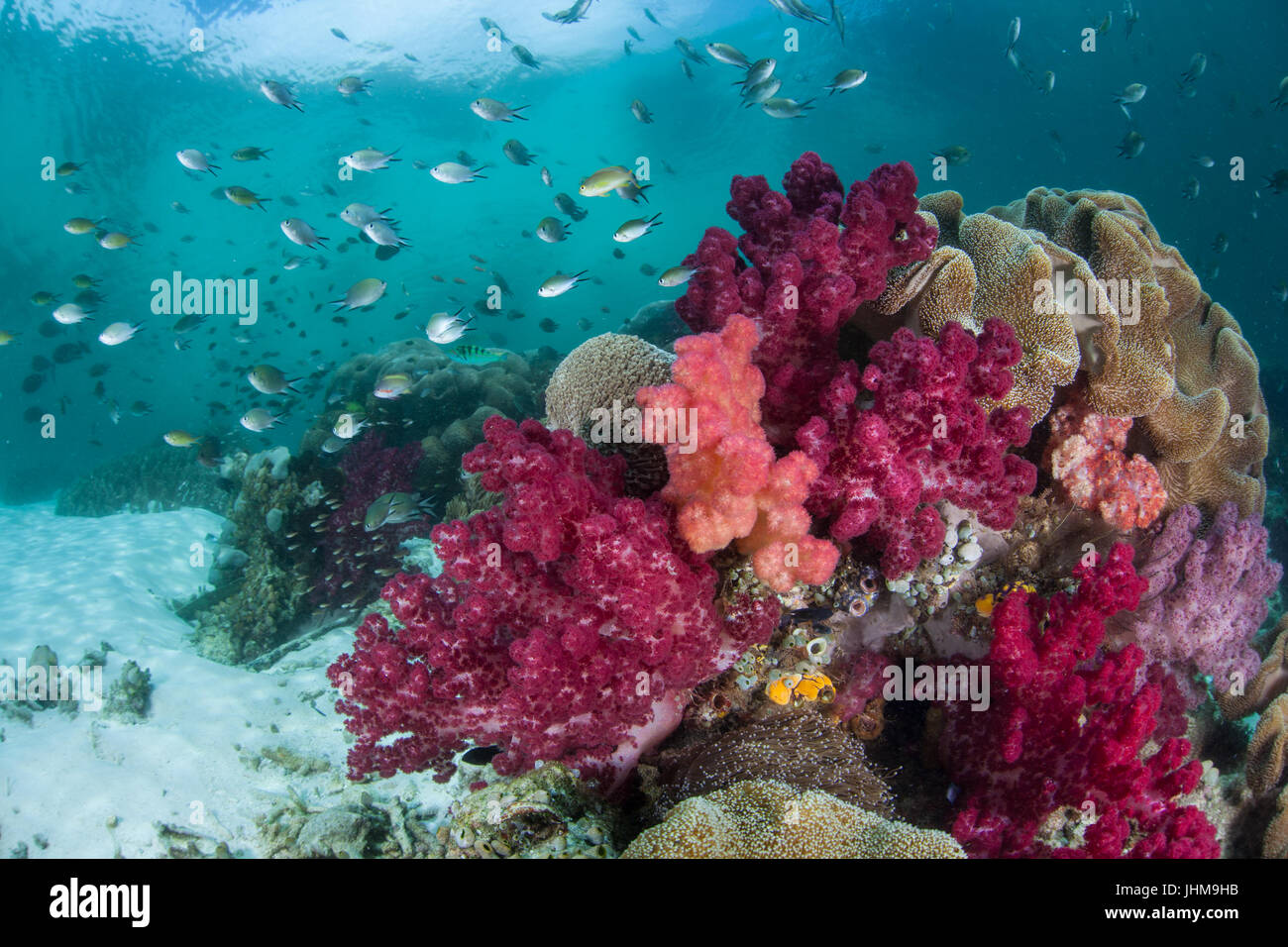 A beautiful coral reef thrives in Raja Ampat, Indonesia. This remote ...