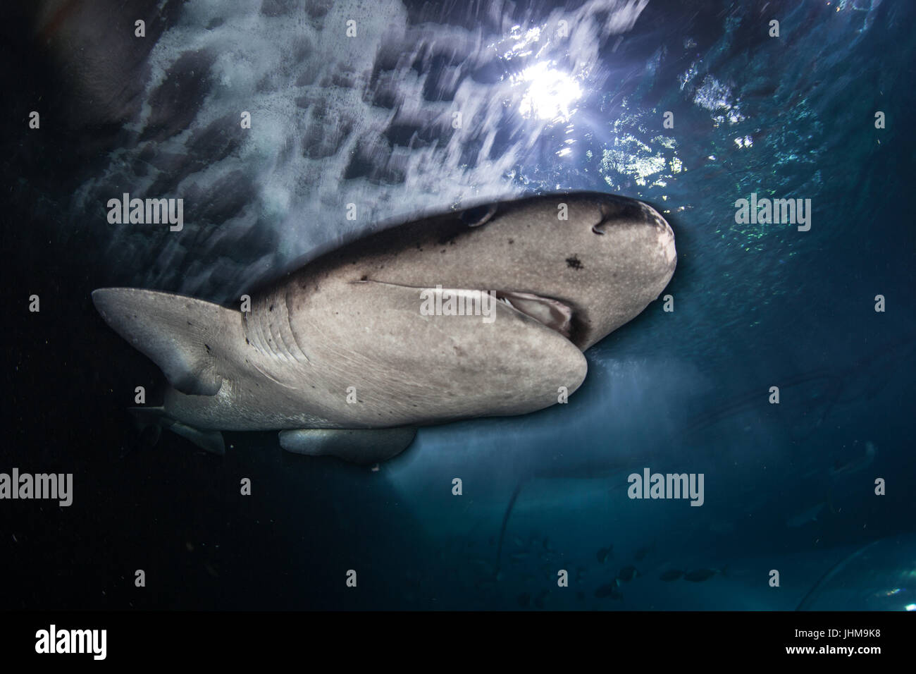 A Sevengill shark, Notorynchus cepedianus, swims in an aquarium where ...