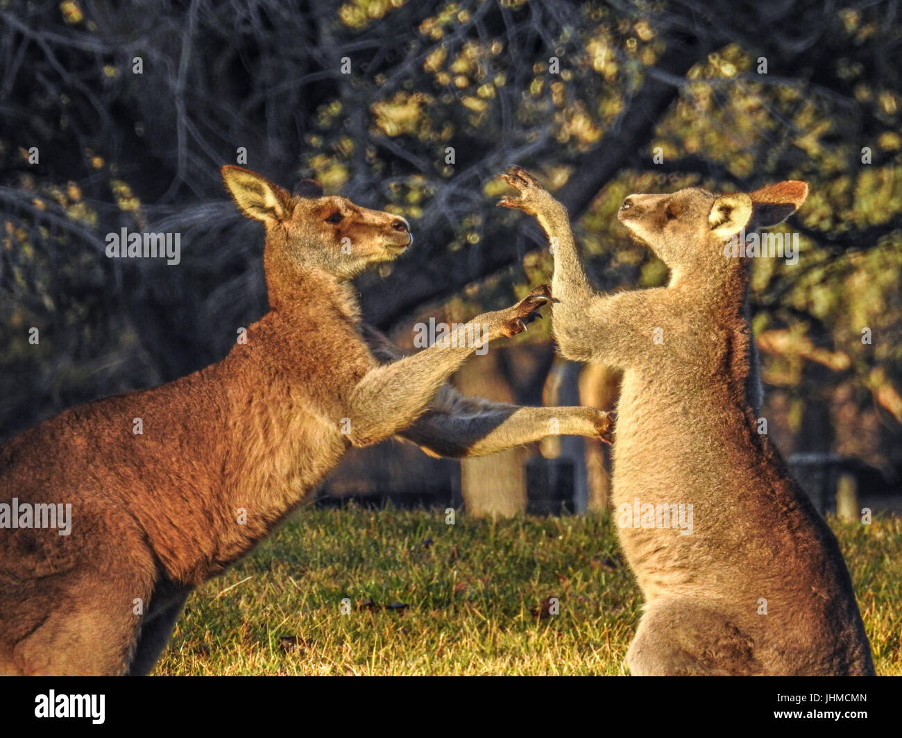 Two large kangaroos hi-res stock photography and images - Alamy