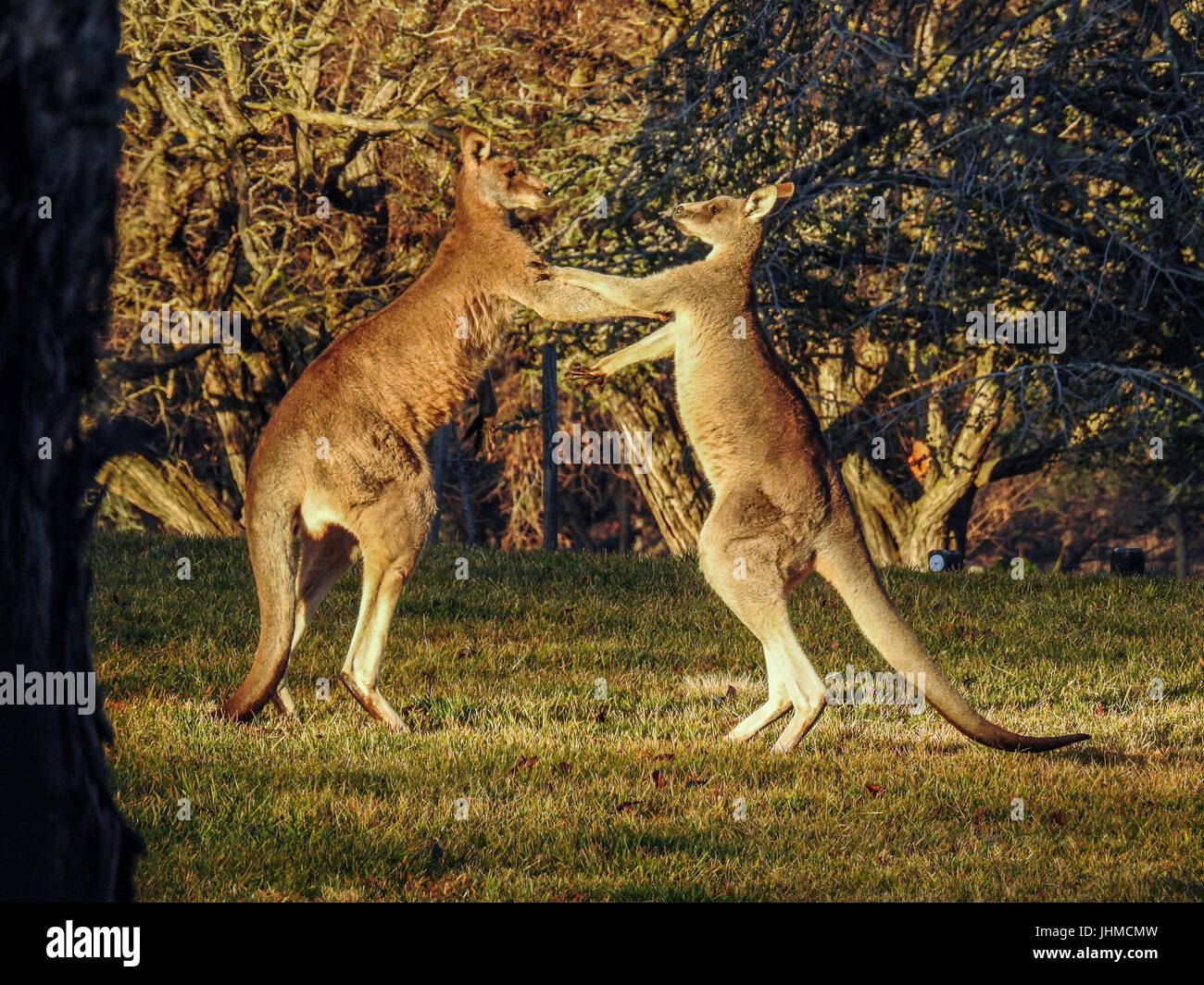 Canberra, Australia. 14th July, 2017. Two kangaroos engage in a "boxing ...