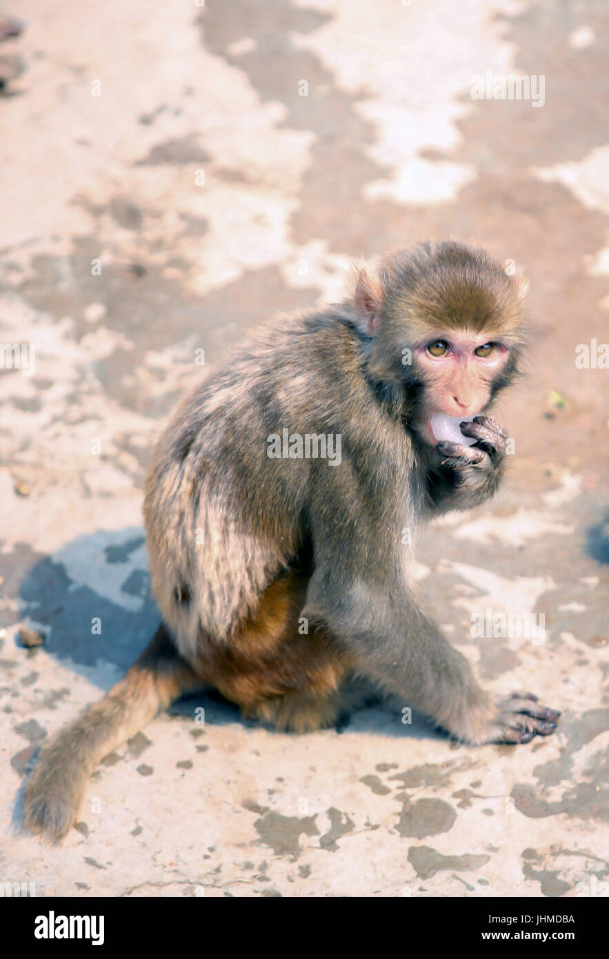 Taiyuan, China's Shanxi Province. 14th July, 2017. A monkey eats ice ...