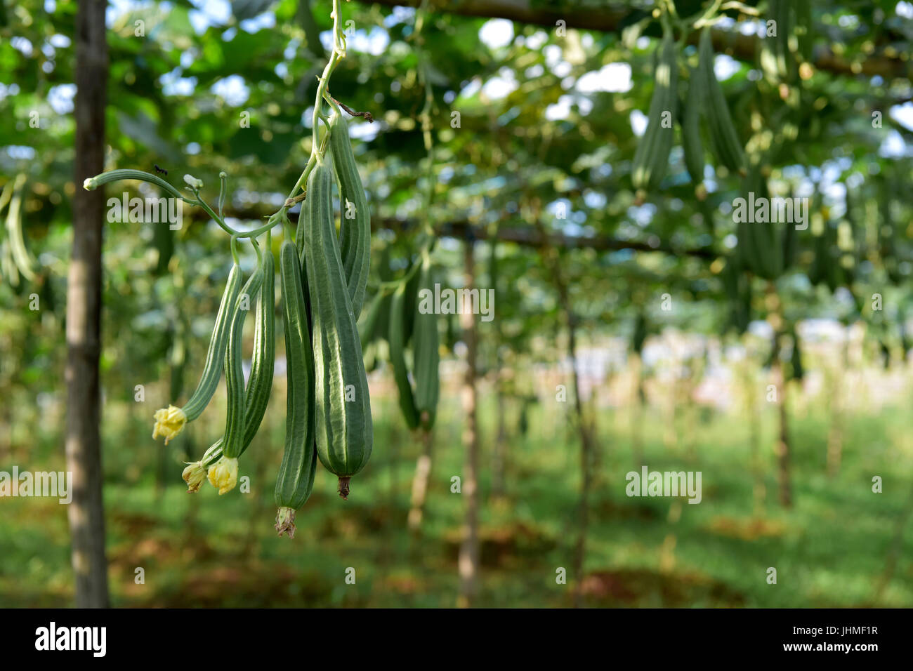 Dhaka, Bangladesh. 14th July, 2017. Luffa acutangula plant at a village ...