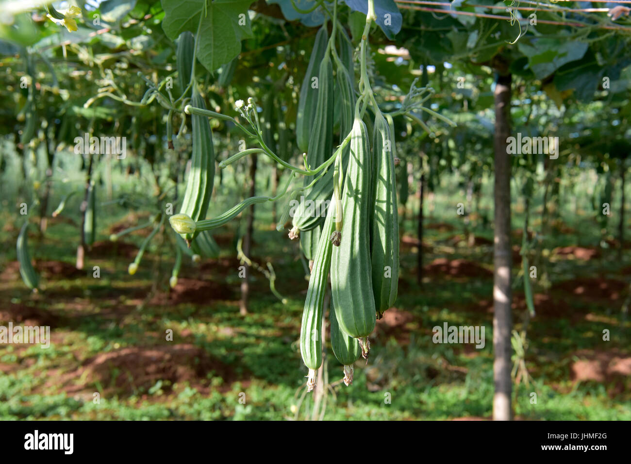 Dhaka, Bangladesh. 14th July, 2017. Luffa acutangula plant at a village ...