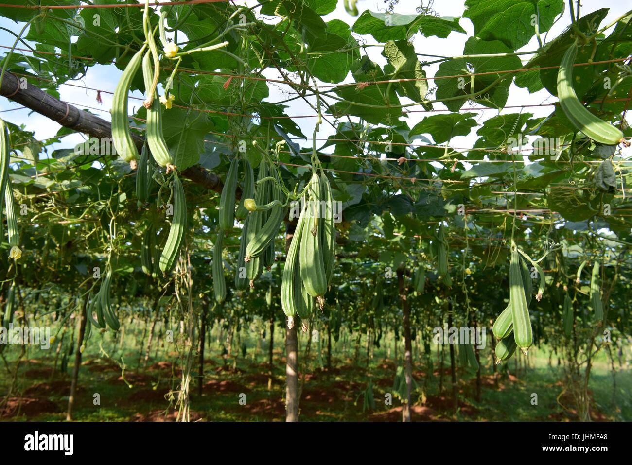 Dhaka, Bangladesh. 14th July, 2017. Luffa acutangula plant at a village ...