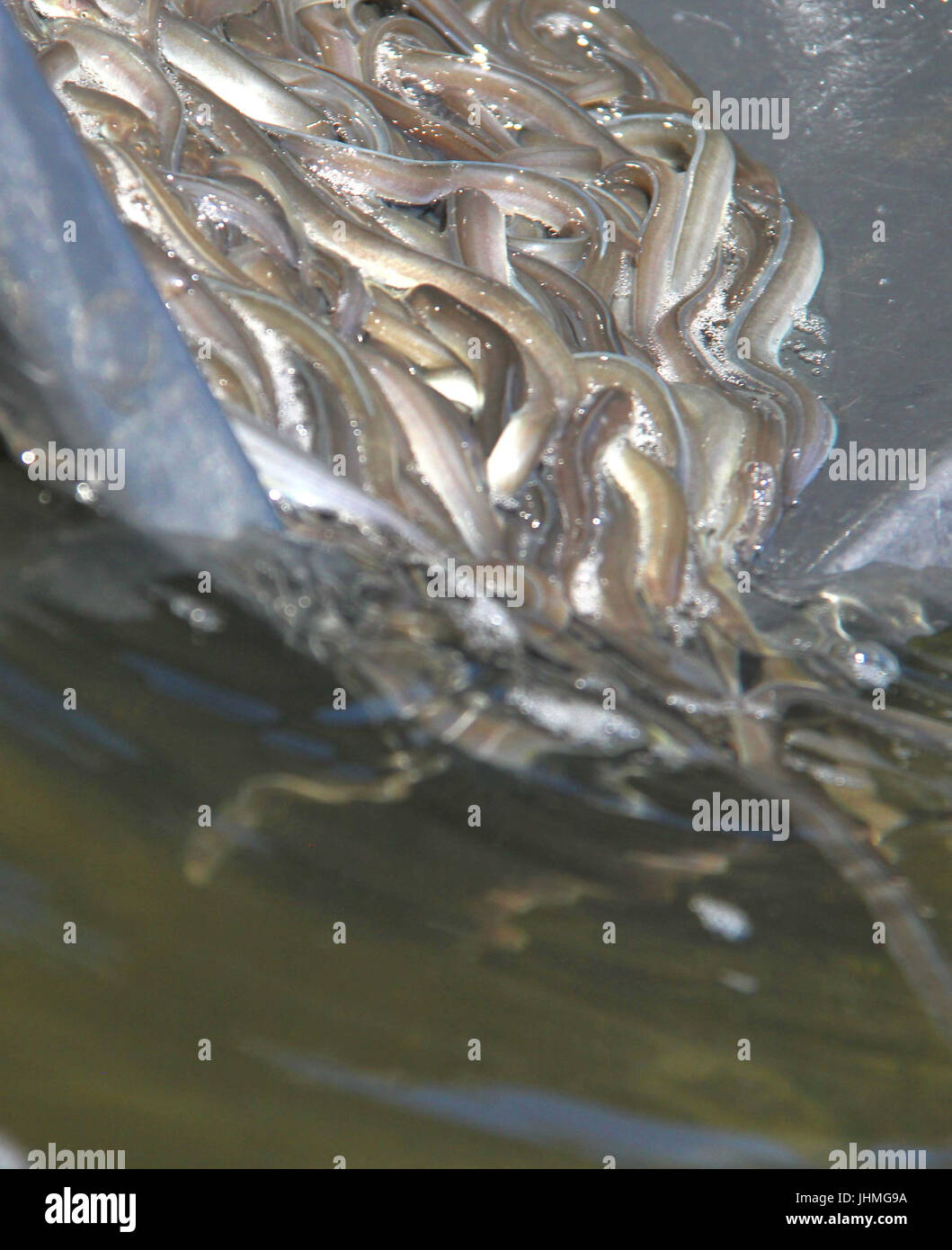 Eels in bucket hi-res stock photography and images - Alamy