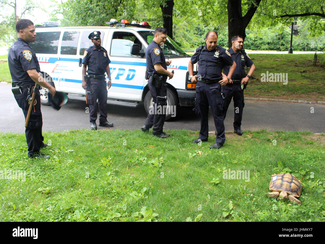 New York, US. 17th June, 2017. The african spurred tortoise, Henry ...