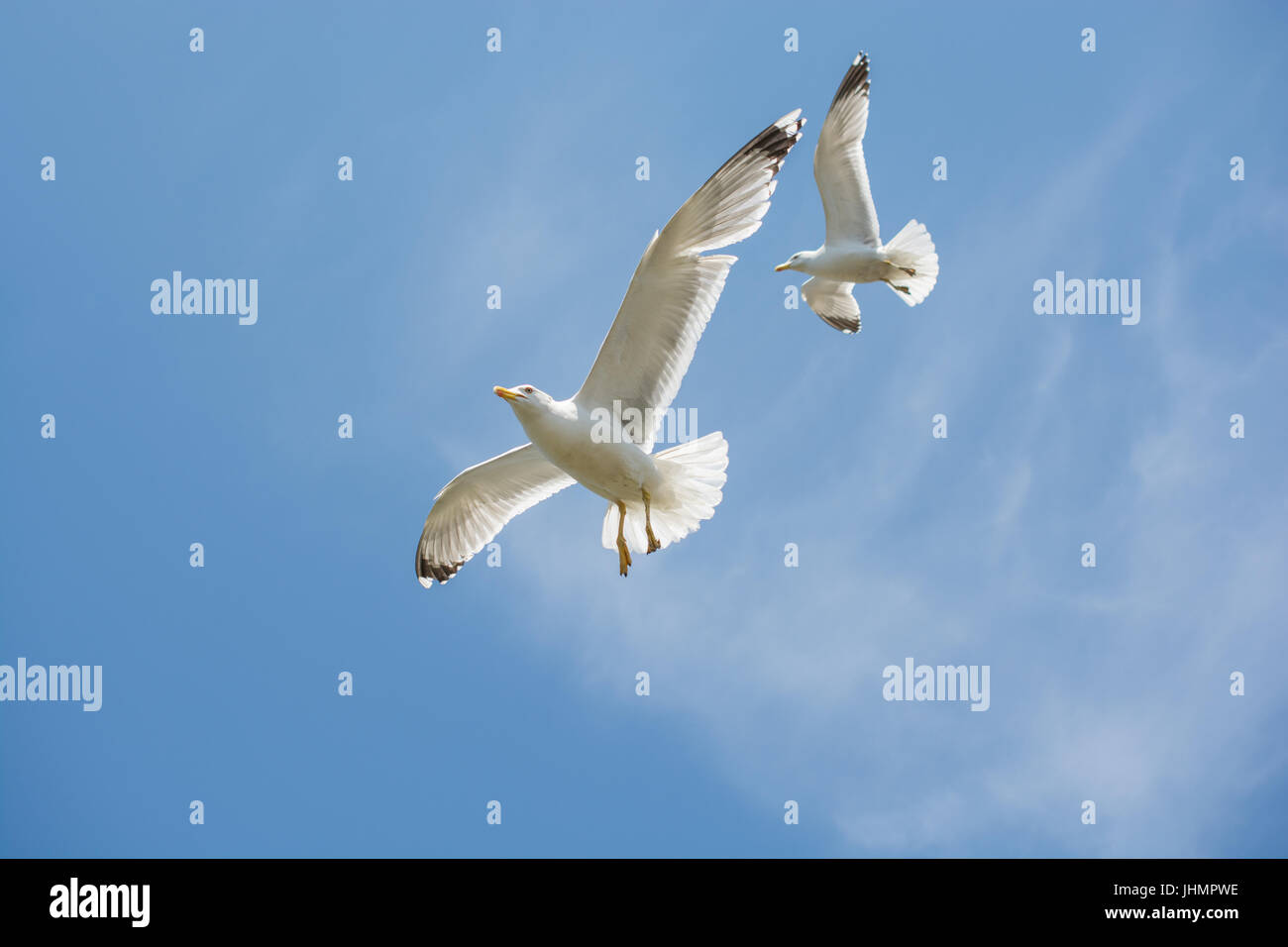Two seagulls flying in a sky as a background Stock Photo - Alamy