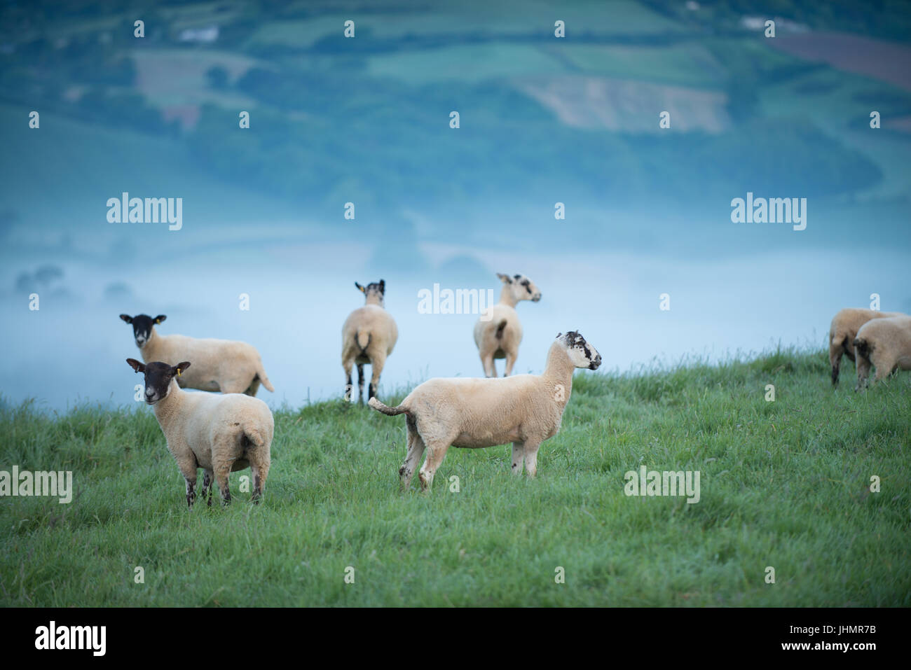Sheep grazing hill farming hi-res stock photography and images - Alamy