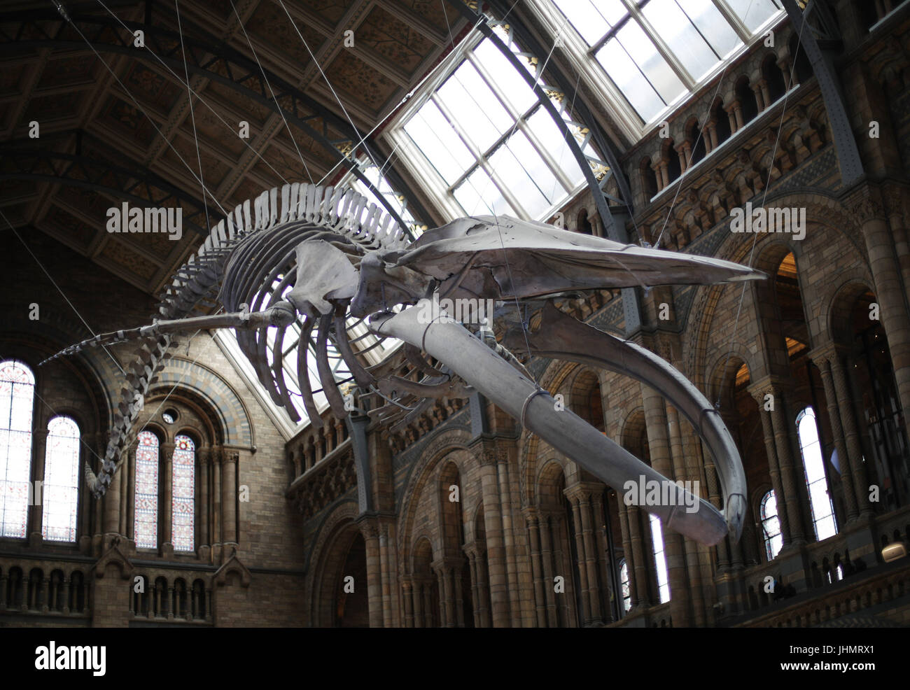 The New Exhibit Of A Blue Whale Skeleton Named Hope On Display As