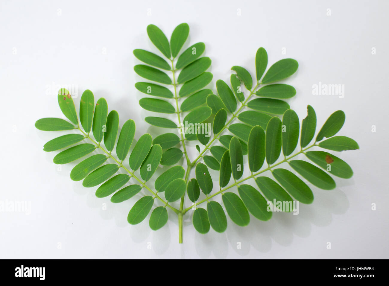 Close up Leaf of Red Flamboyant flower isolated Stock Photo - Alamy