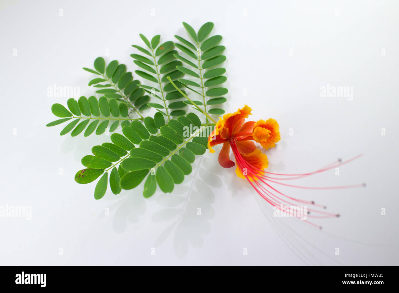 Close up Leaf of Red Flamboyant flower isolated Stock Photo - Alamy