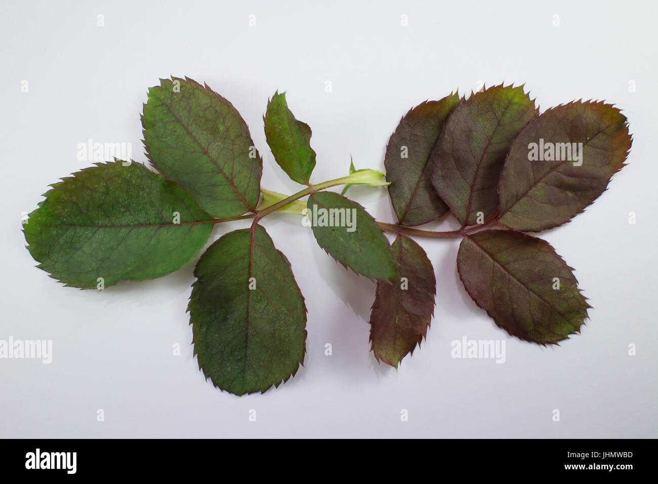 Close up of Leaf of Pink Rose Flower isolated background Stock Photo ...