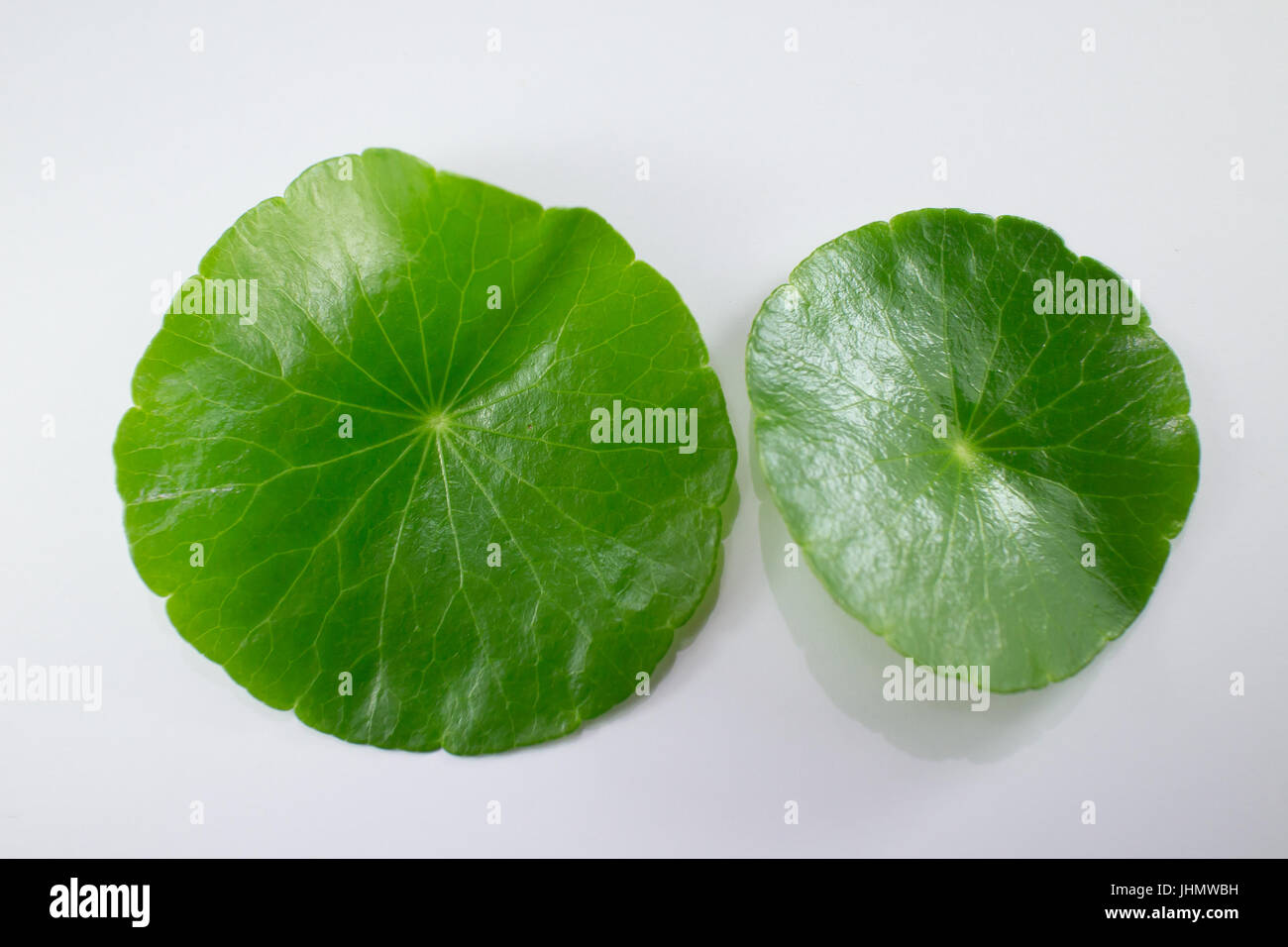 Kola tree hi-res stock photography and images - Alamy