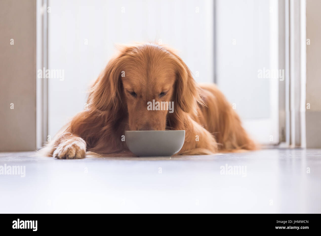 Golden Retriever eating Stock Photo - Alamy