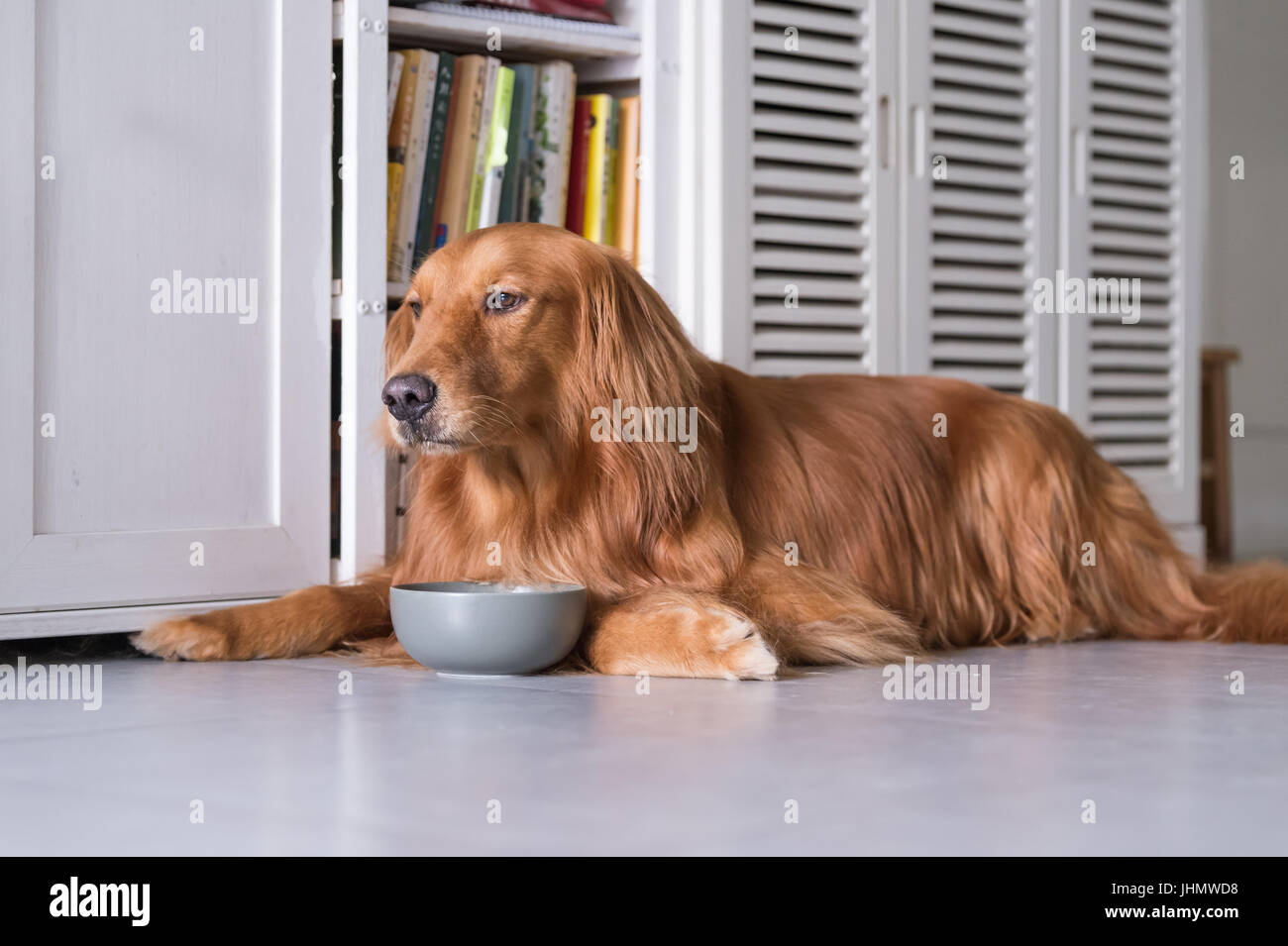Golden Retriever eating Stock Photo - Alamy