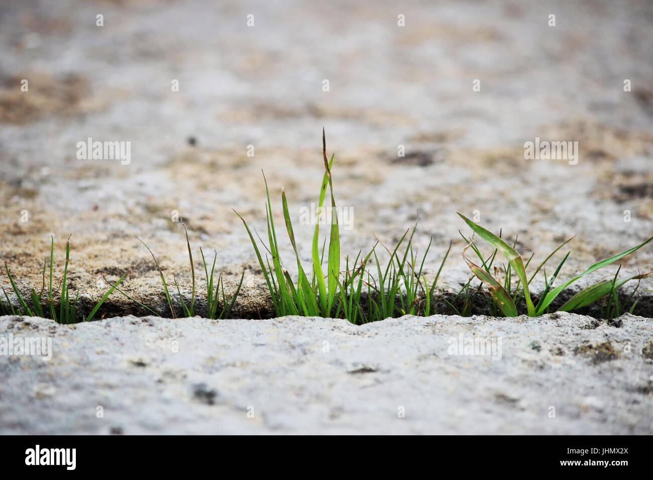 A small green blade of grass sprouts between two grey stone slabs in ...