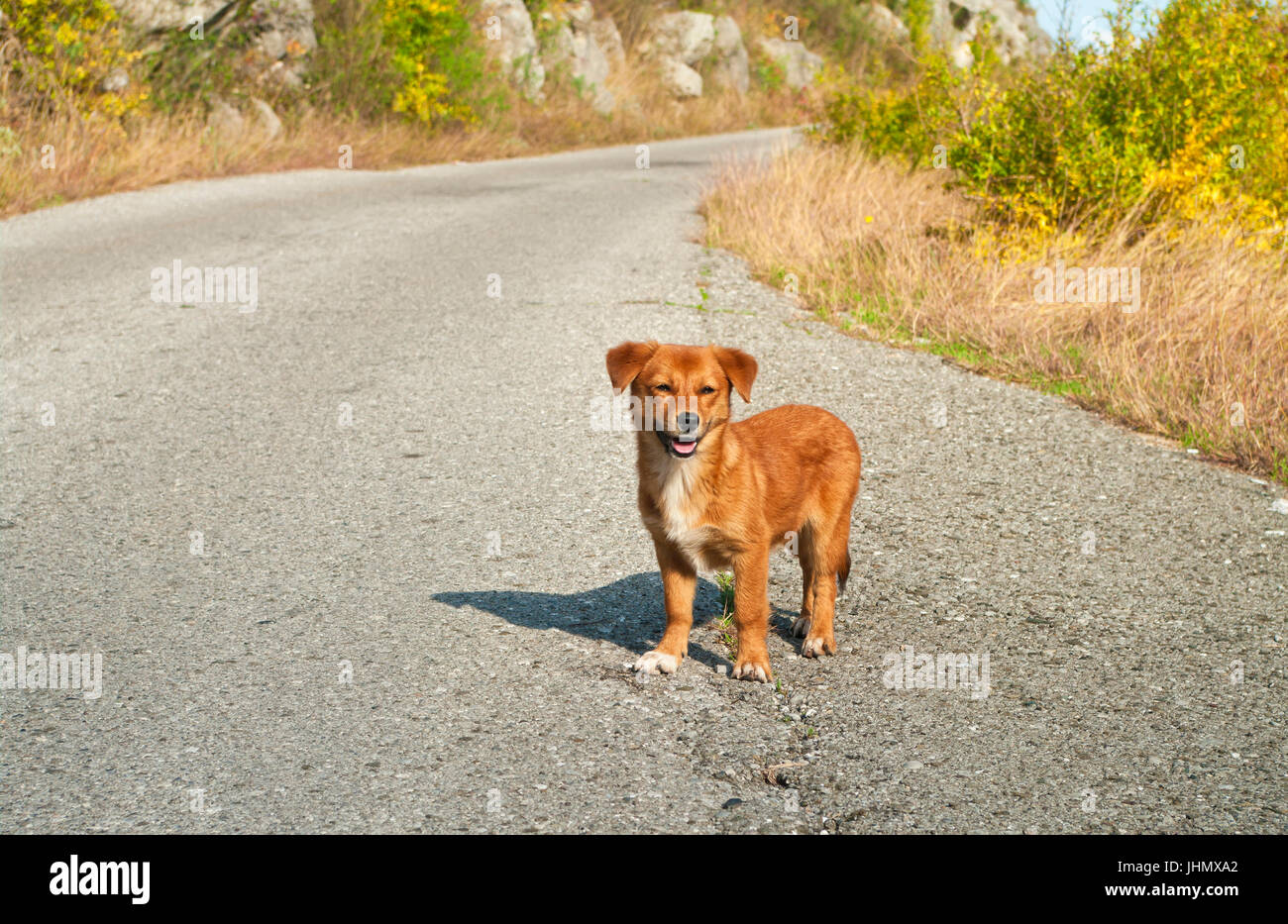 small stray dog on mountain road, Montenegro Stock Photo - Alamy
