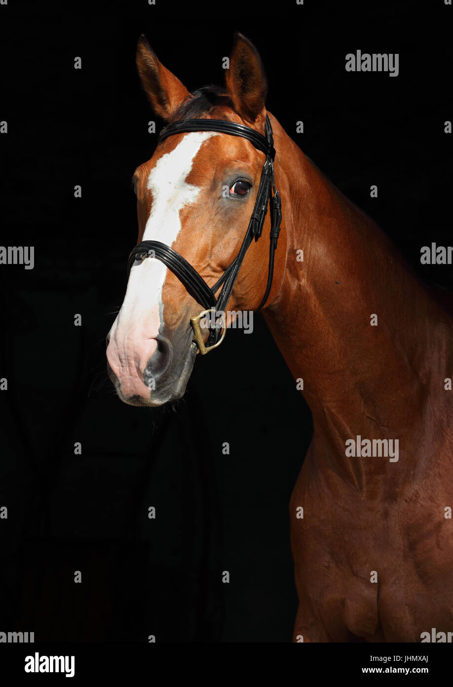 Horsebox dark hi-res stock photography and images - Alamy