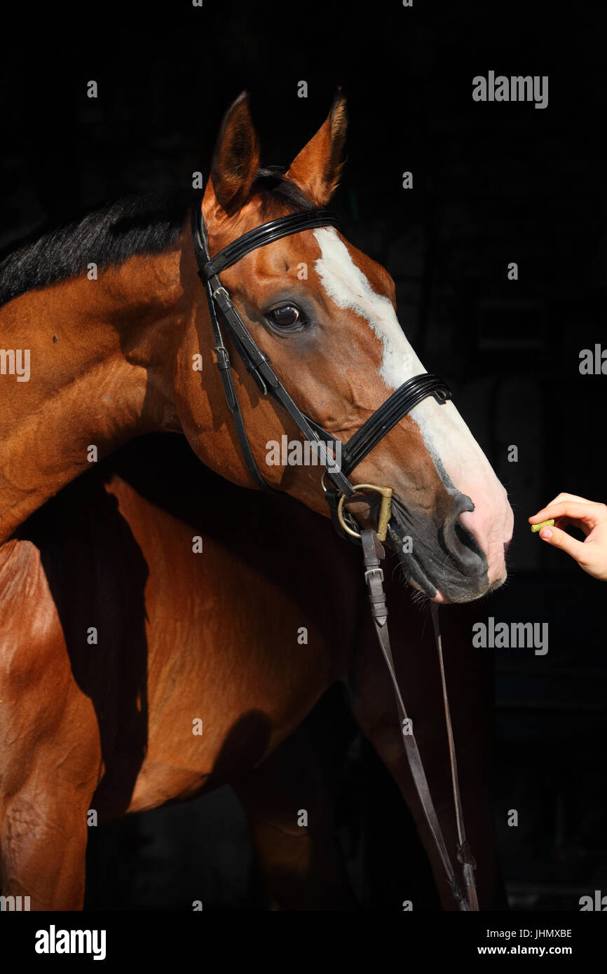 Horsebox dark hi-res stock photography and images - Alamy