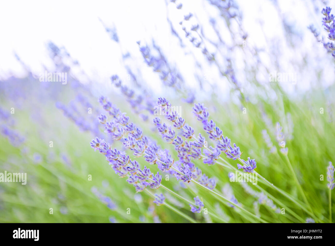 Lavender flowers blooming, summer season , beautiful violet aromatic ...