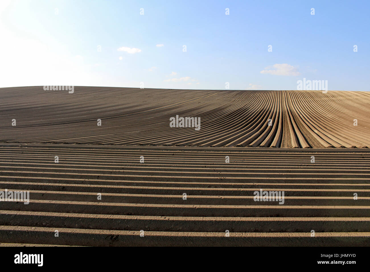 Walking through the potato fields on a sunny day Stock Photo - Alamy