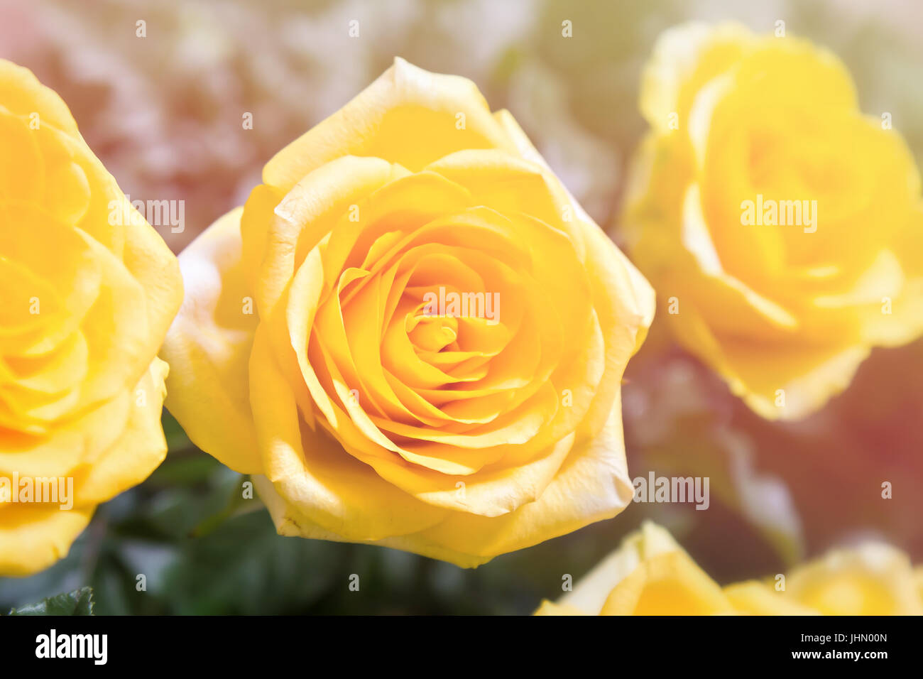 Bright yellow roses background with soft focus and vintage style Stock ...