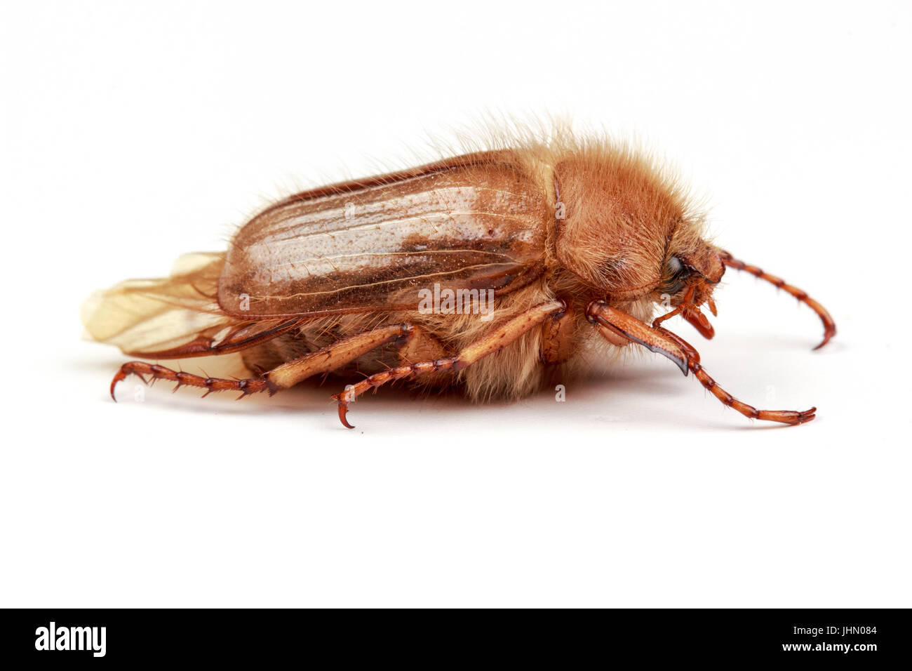Melolonthinae High Resolution Stock Photography and Images - Alamy