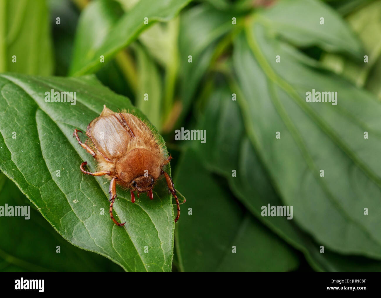 Melolonthinae. Beetle on green leaf Stock Photo - Alamy