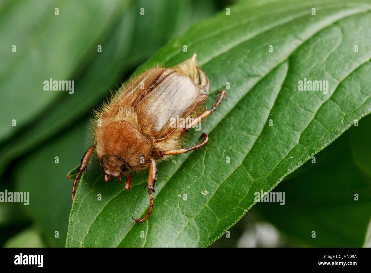 Melolonthinae. Beetle on green leaf Stock Photo - Alamy