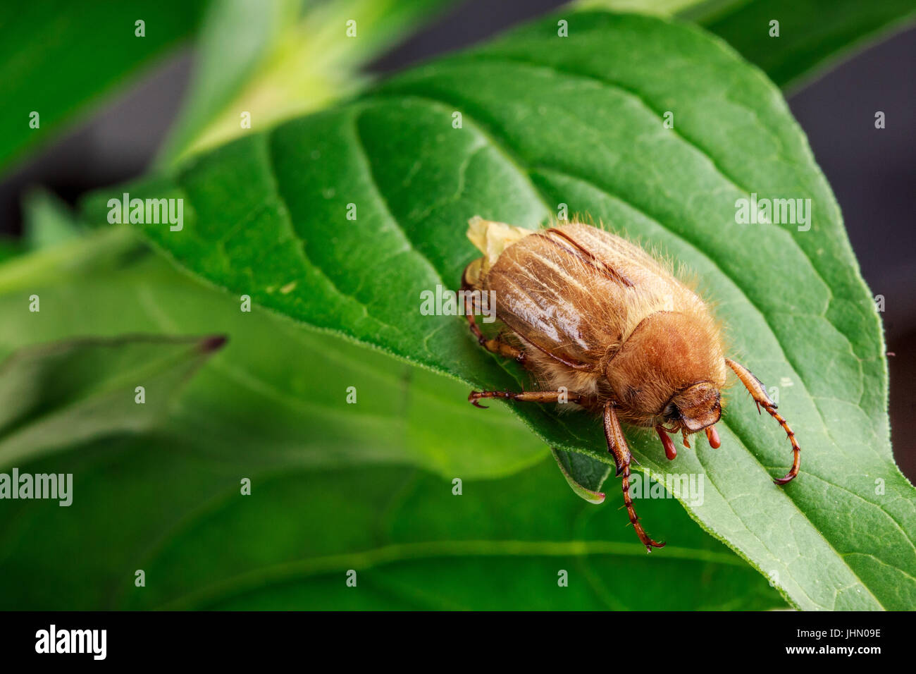 Melolonthinae. Beetle on green leaf Stock Photo - Alamy