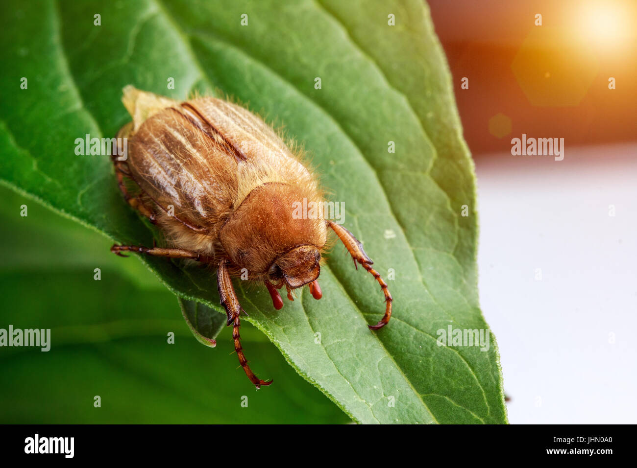 Melolonthinae. Beetle on green leaf Stock Photo - Alamy
