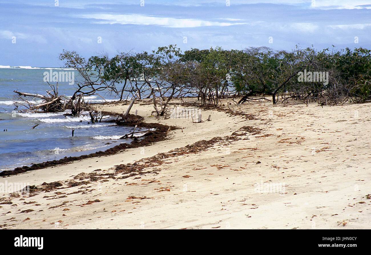 Pernambuco tree in brazil hi-res stock photography and images - Alamy