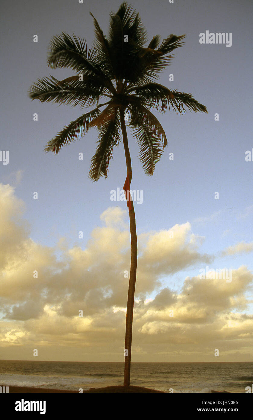 Coconut trees; beach; Porto de Galinhas; Pernambuco; Brazil Stock Photo ...