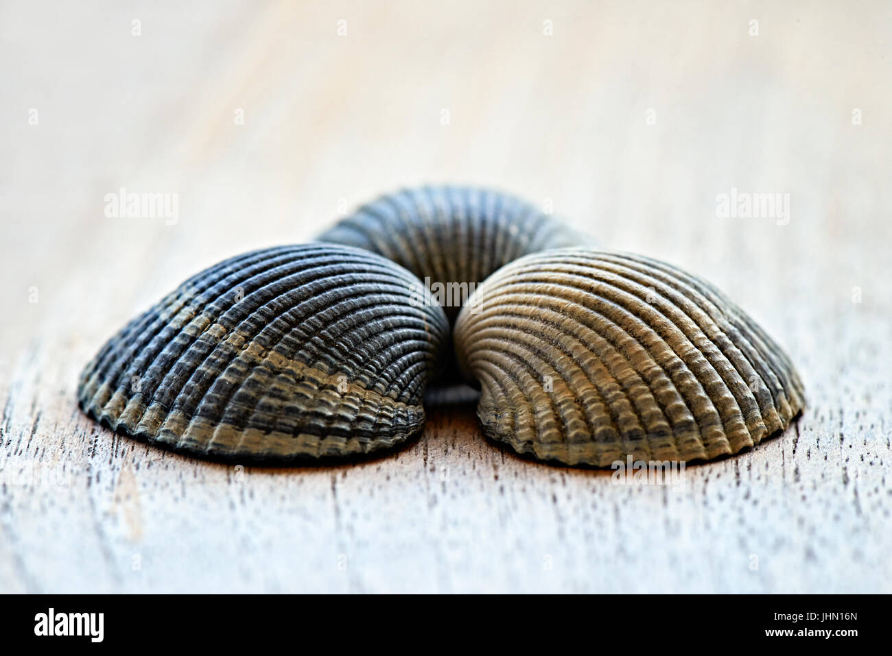 Three beautifull shells in design concept Stock Photo - Alamy