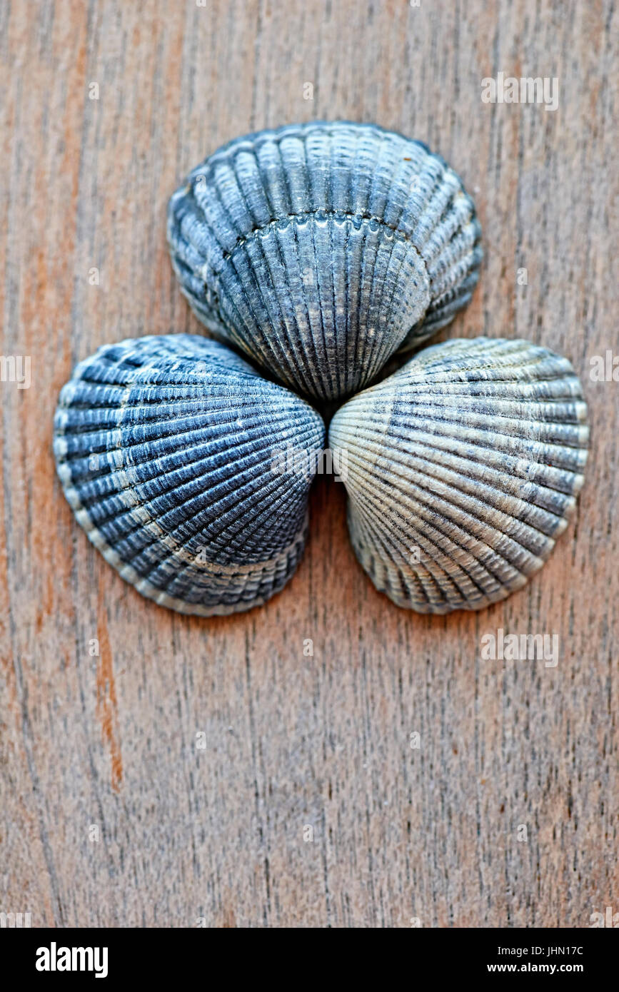 Three beautifull shells in design concept Stock Photo - Alamy