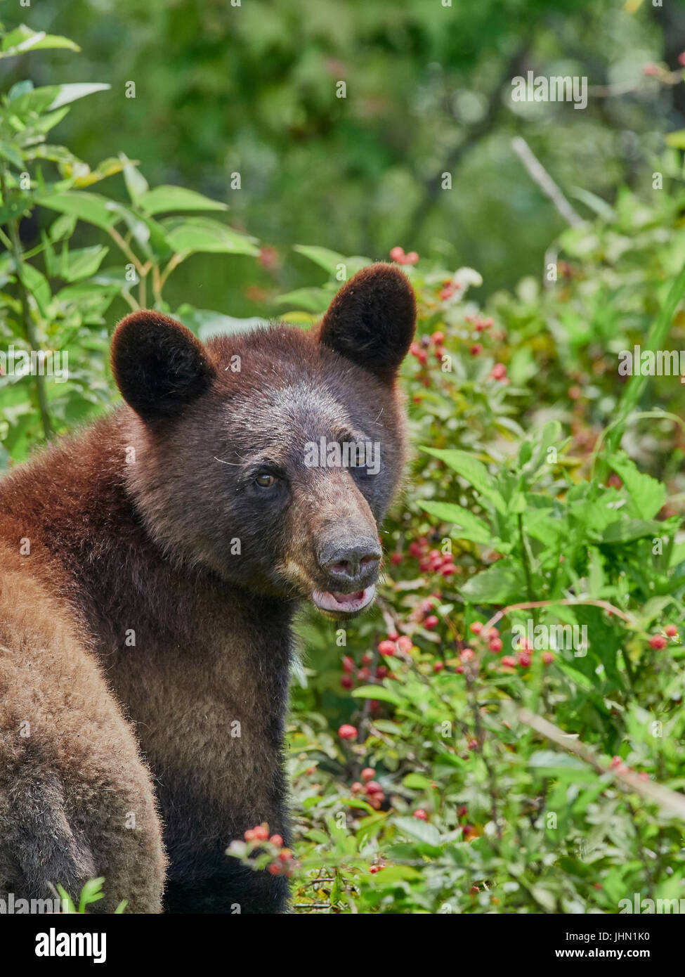 Worlds most common bear species hi-res stock photography and images - Alamy