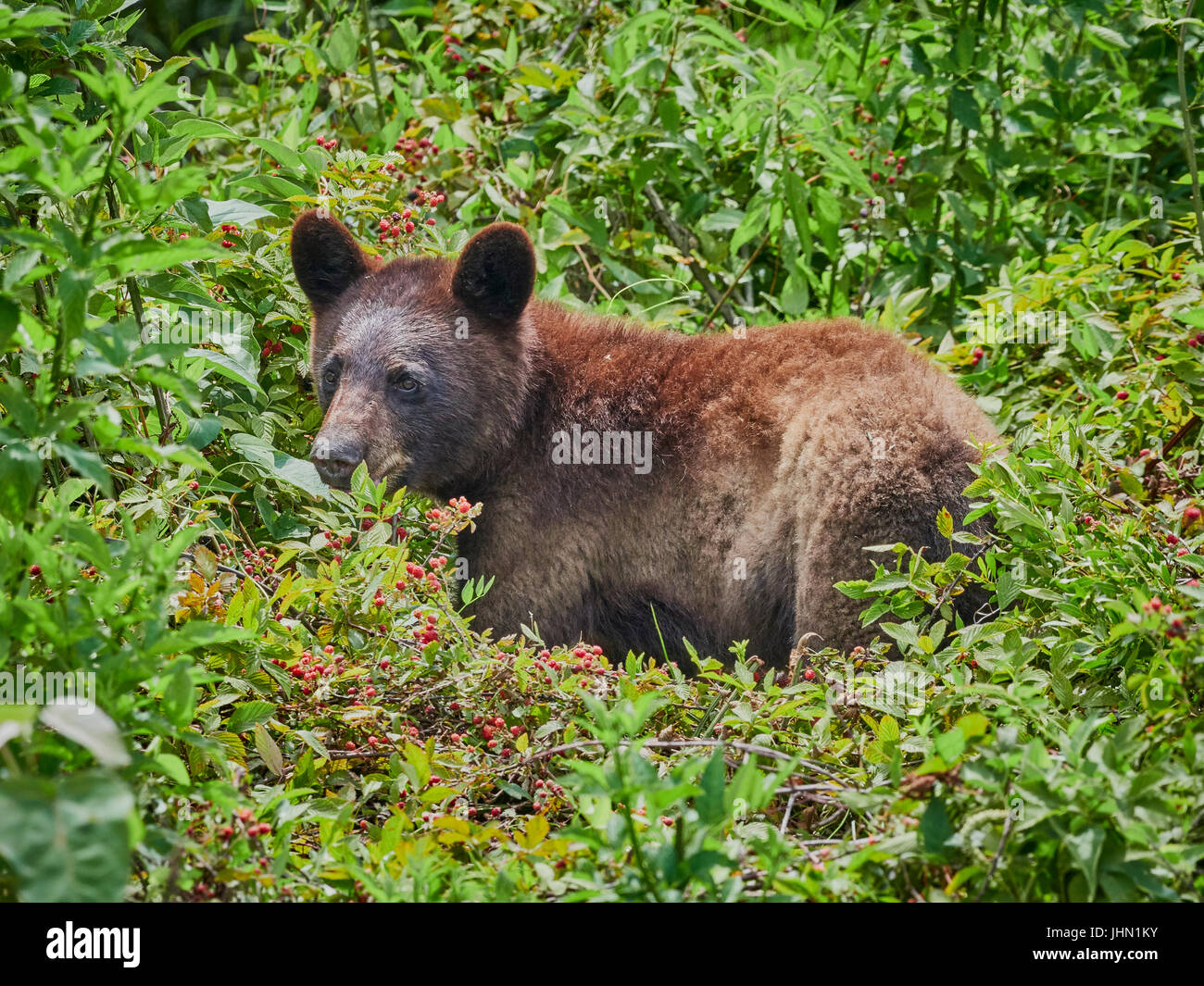Worlds most common bear species hi-res stock photography and images - Alamy