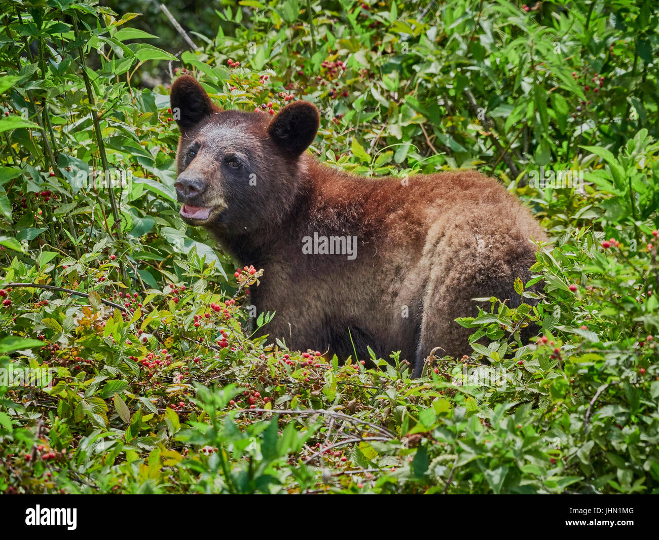 Worlds most common bear species hi-res stock photography and images - Alamy