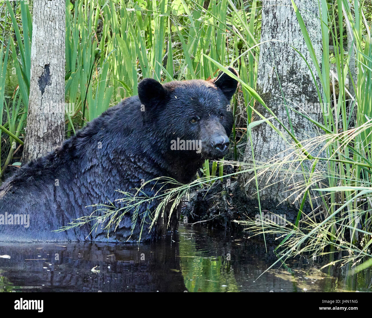 American Black Bear Stock Photo - Alamy