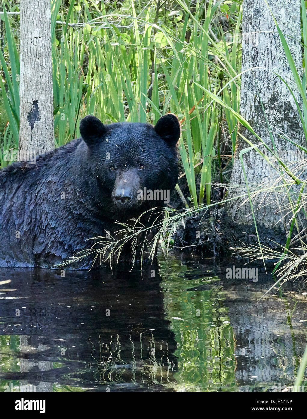 American Black Bear Stock Photo - Alamy
