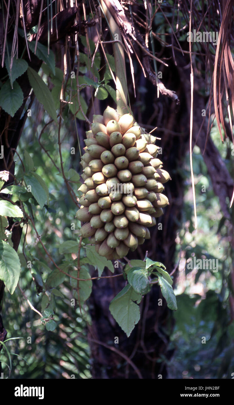 Adicuri hi-res stock photography and images - Alamy