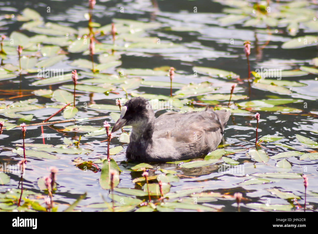 Frogs Macroules enters herbs on a lake of the Dolomites in Italy Stock ...