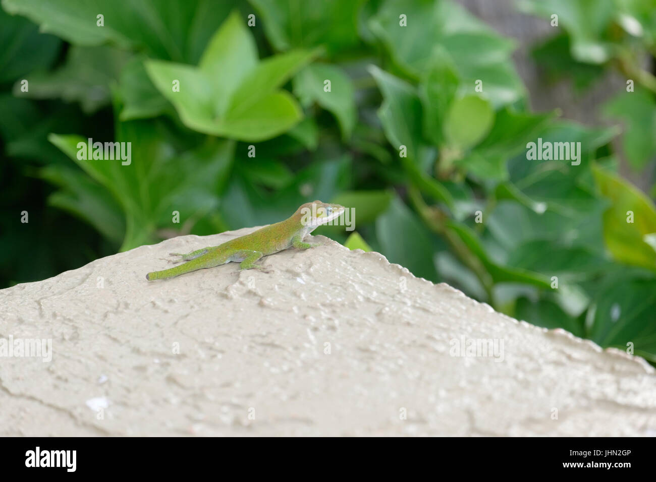 Anole lizard tail hi-res stock photography and images - Alamy