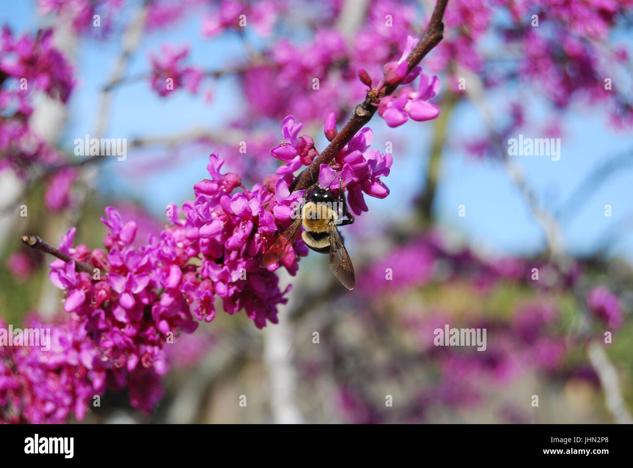 Bee trees hi-res stock photography and images - Alamy