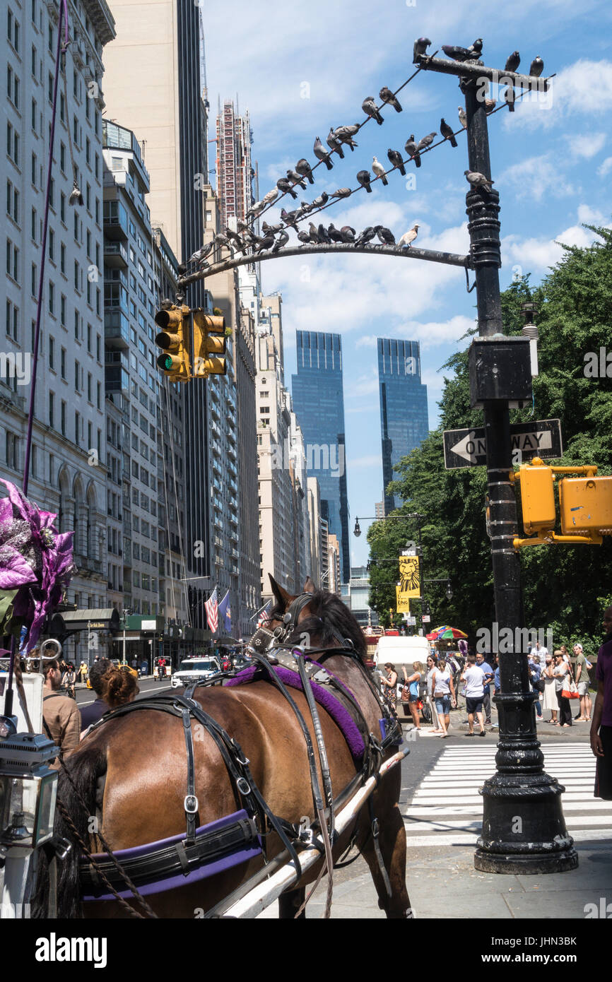 Carriage Horse Waits for a Fare under Lamp Post with Pigeons, Grand ...