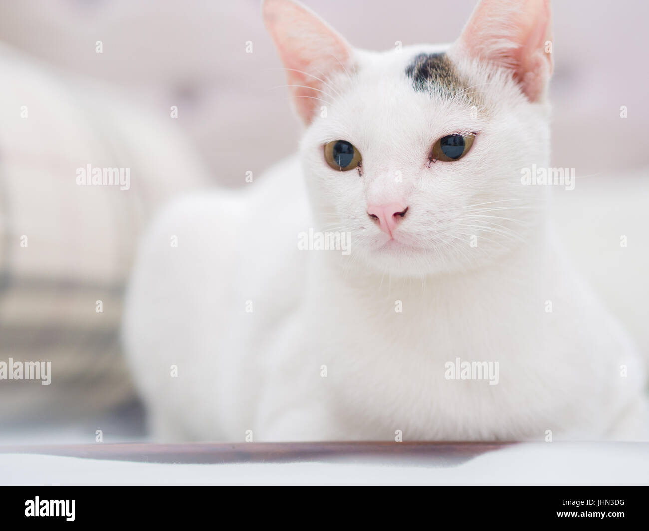 Cute portrait cat hi-res stock photography and images - Alamy