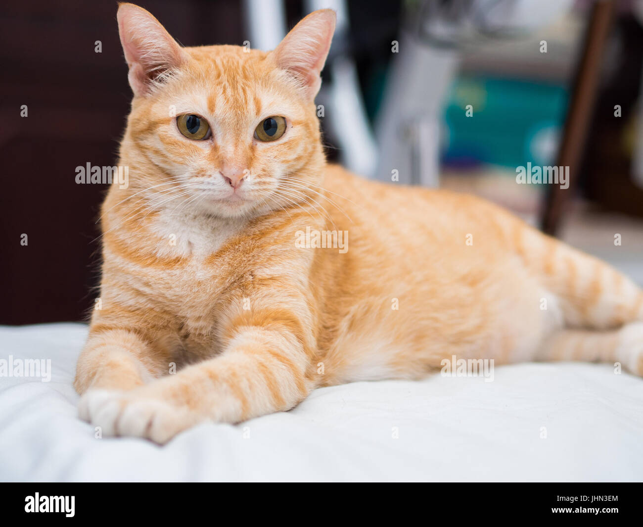 Portrait of Ginger Cat Stock Photo - Alamy