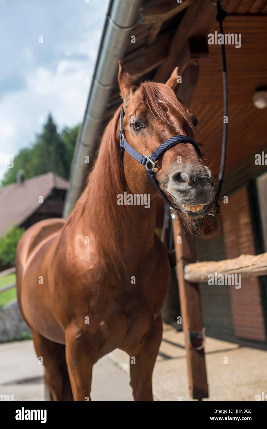 Leash horse hi-res stock photography and images - Alamy