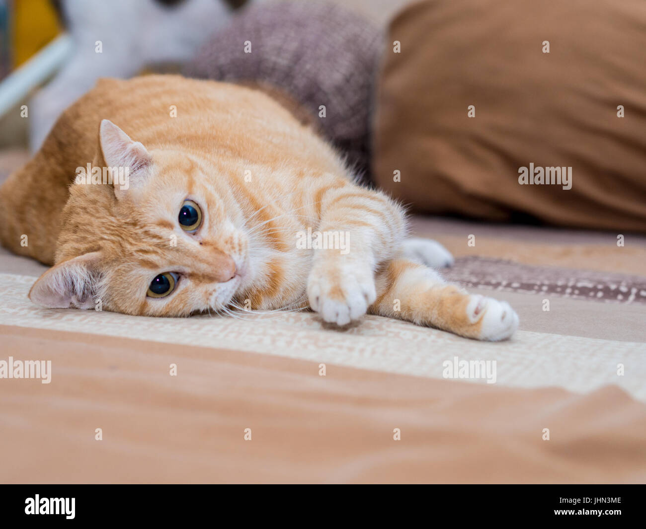 Ginger Fat Cat on Bed Stock Photo - Alamy
