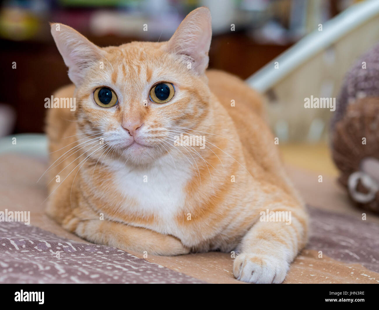 Ginger Fat Cat on Bed Stock Photo - Alamy